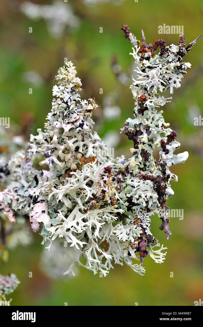 Lichens on a tree branch, New Forest National park, Hampshire, England ...