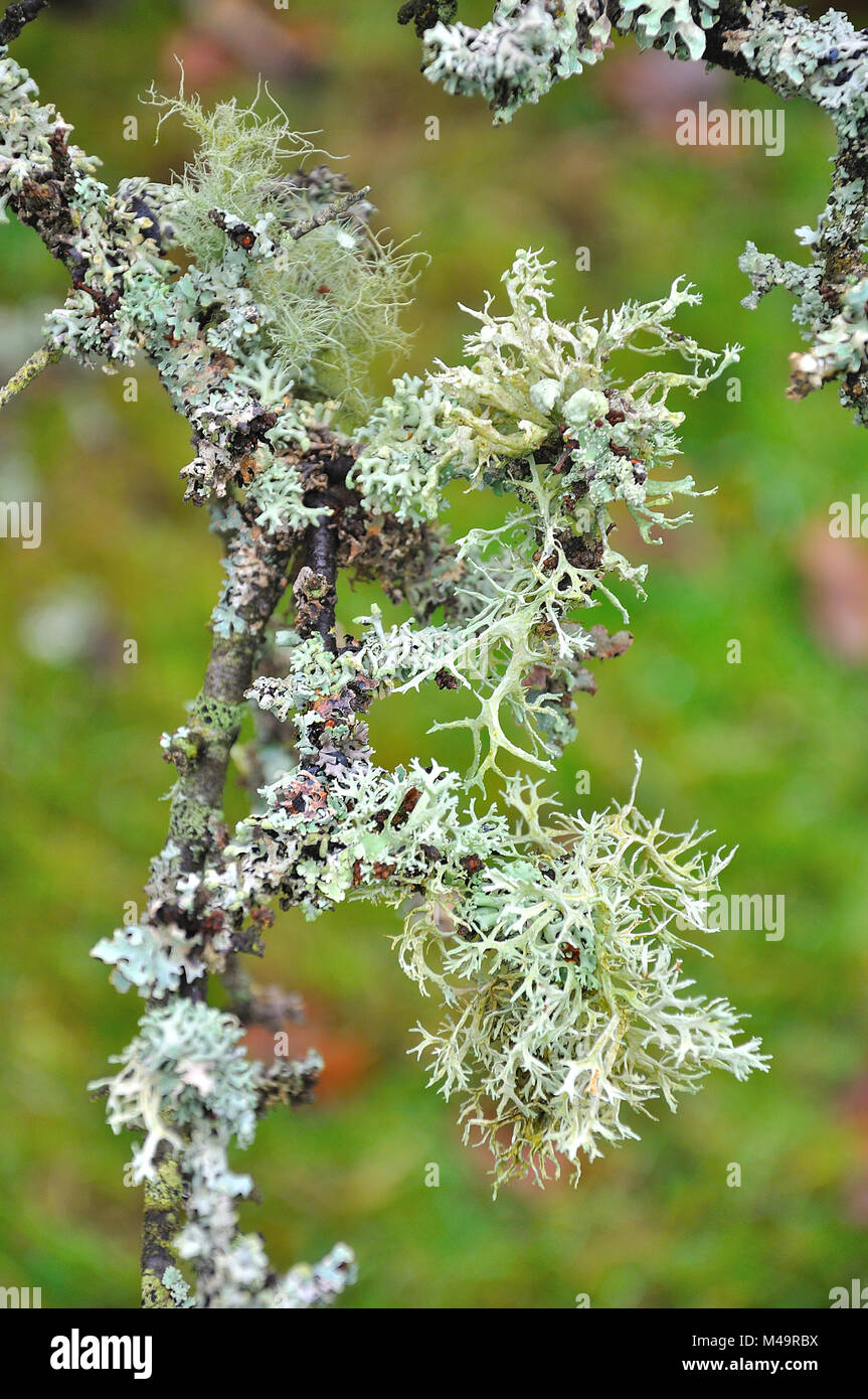 Lichens on a tree branch, New Forest National park, Hampshire, England ...