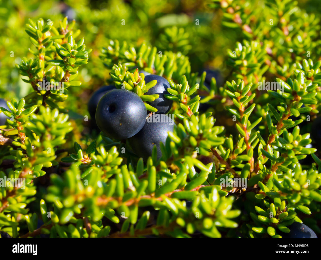 Black crowberry empetrum nigrum hi-res stock photography and images - Alamy