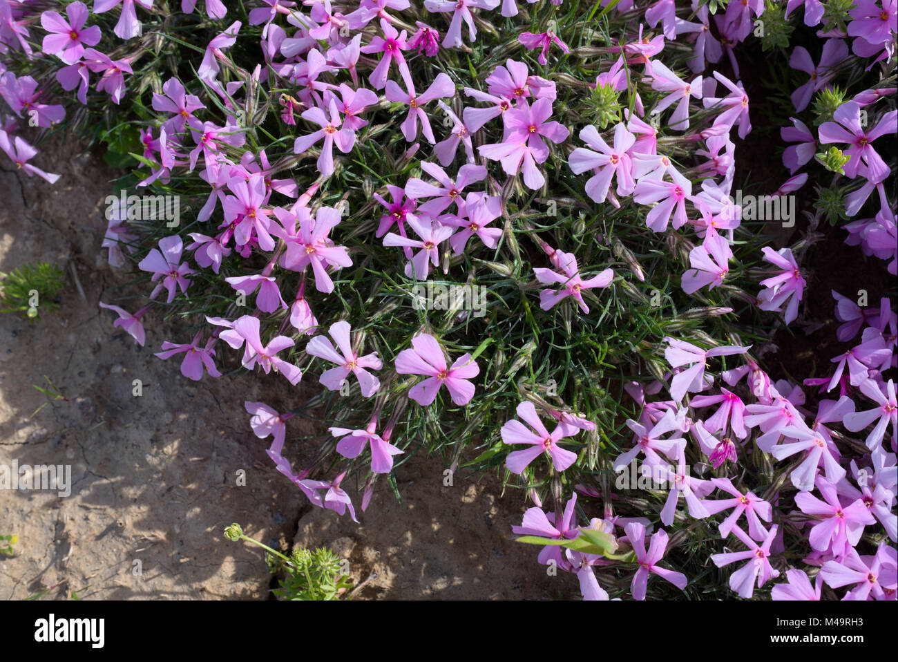 Spreading Mat High Resolution Stock Photography and Images - Alamy