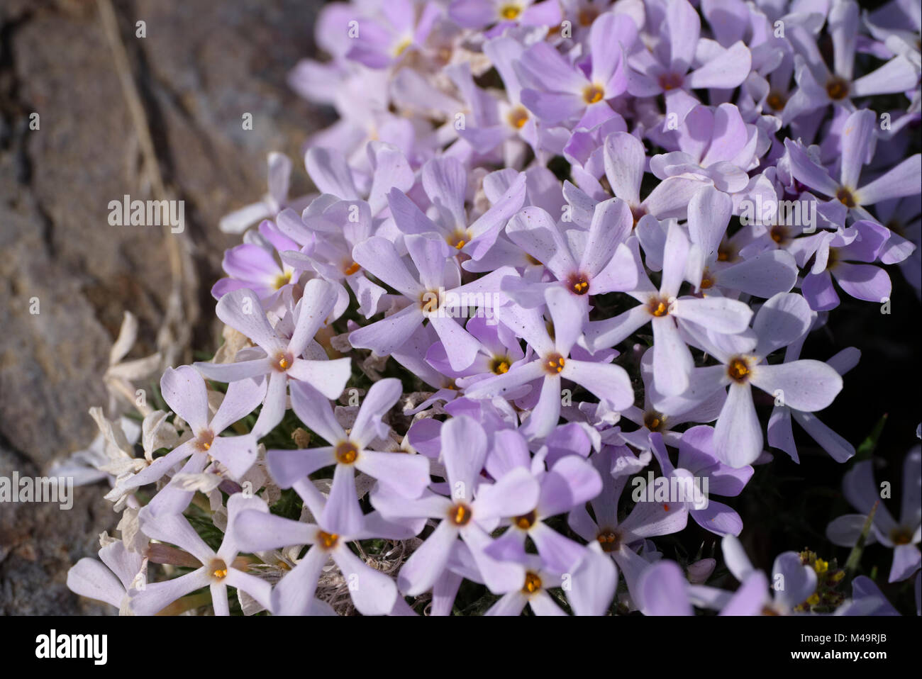 Spiny herb hi-res stock photography and images - Alamy