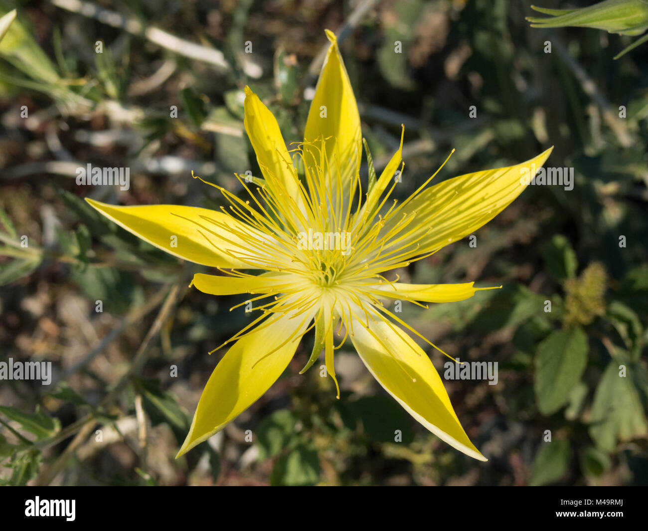 Loasaceae hi-res stock photography and images - Alamy