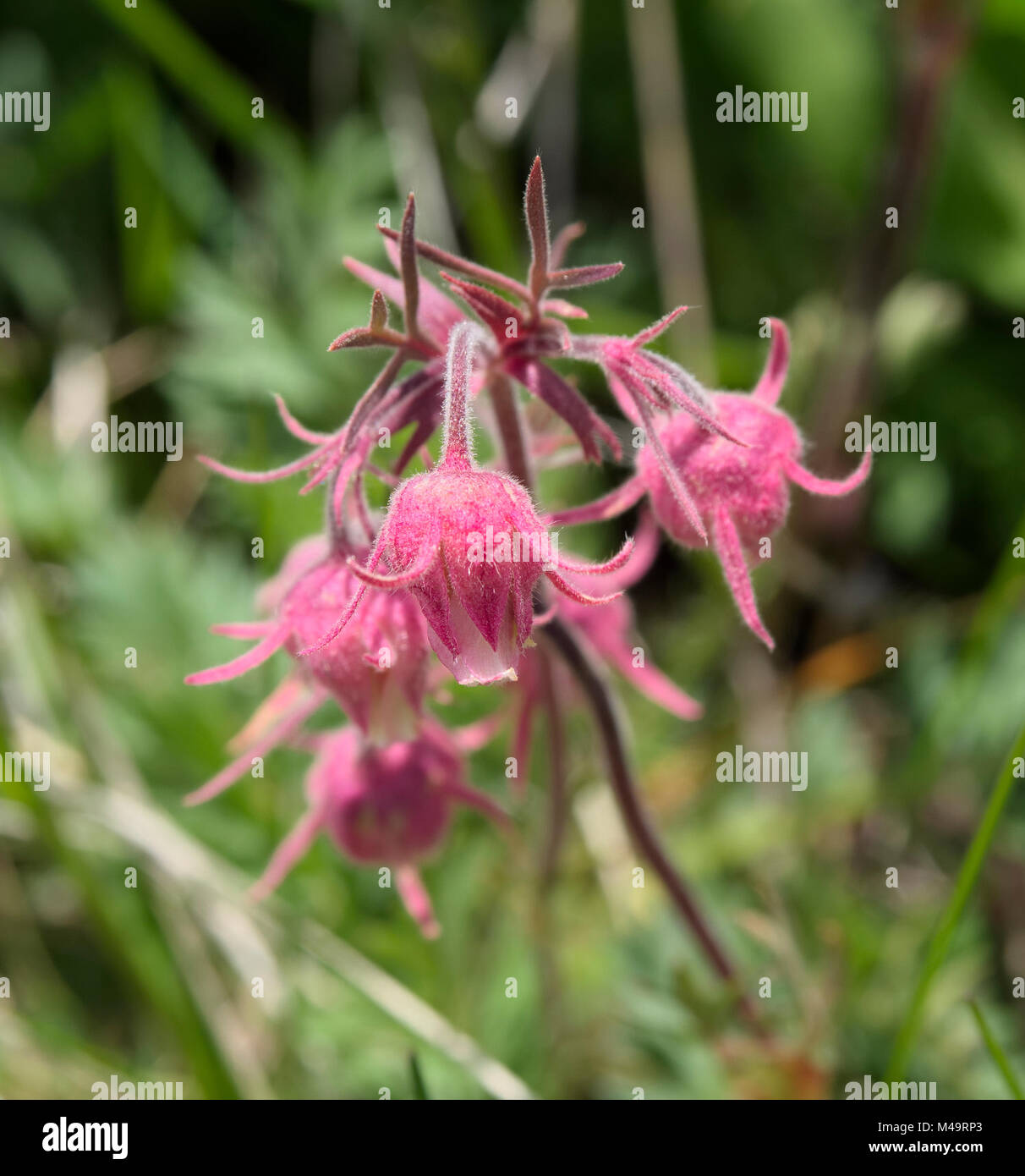 Geum triflorum hi-res stock photography and images - Alamy