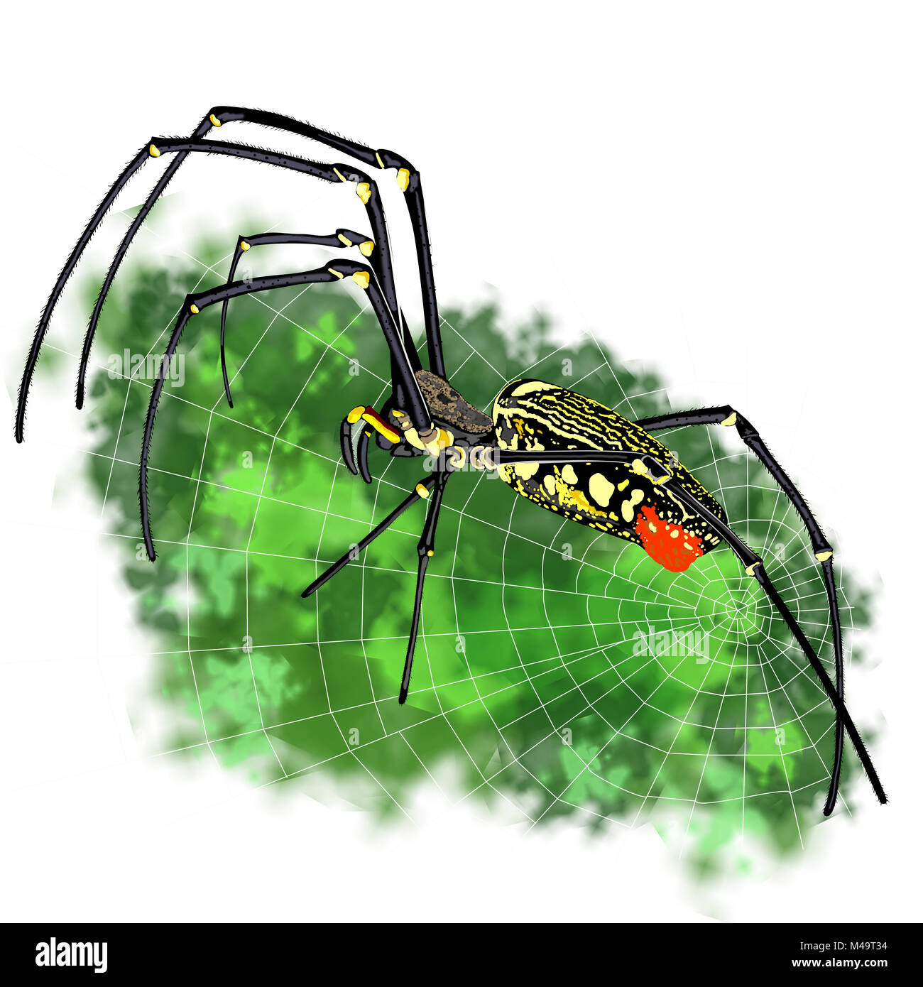 Black with yellow spots tropical spider closeup Stock Photo - Alamy