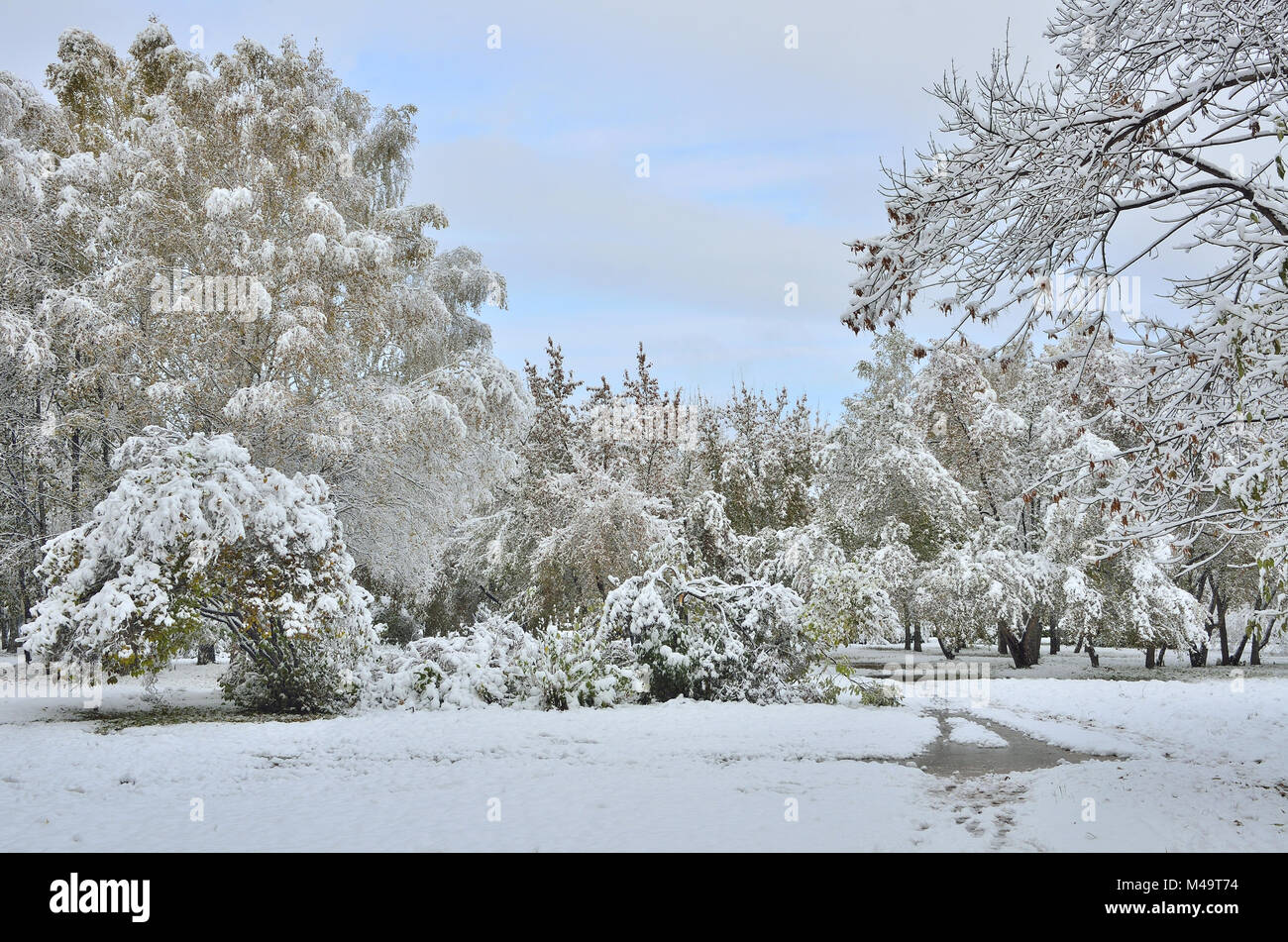 Winter landscape of park after the first snowfall Stock Photo - Alamy