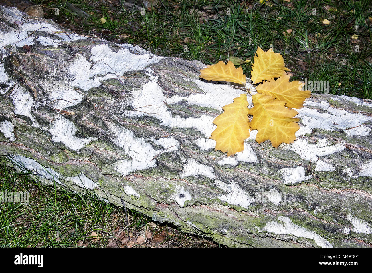 Fallen birch trunk hi-res stock photography and images - Alamy