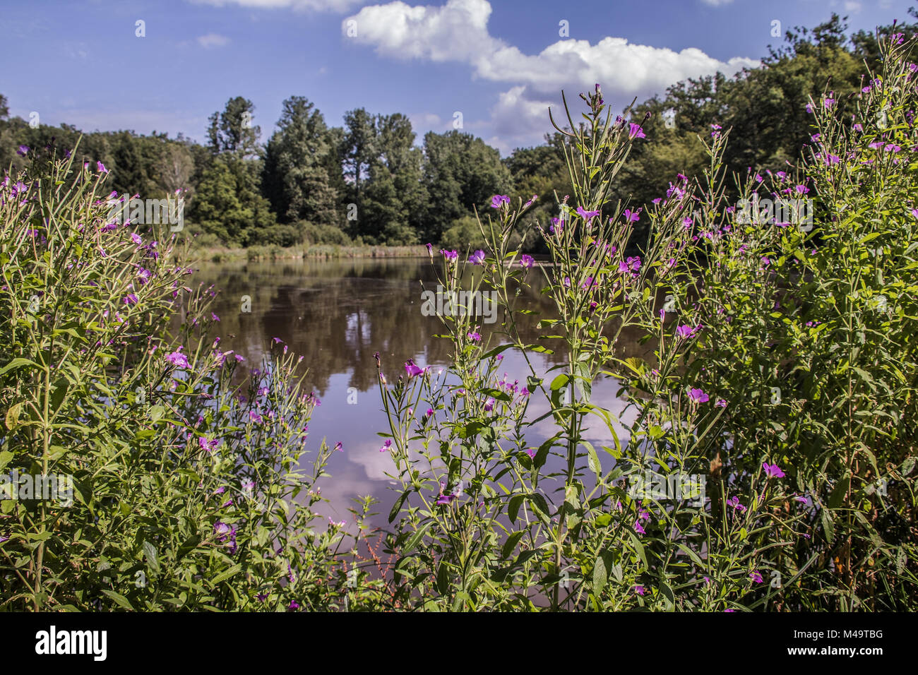 Wild flowers at the lakeside Stock Photo - Alamy