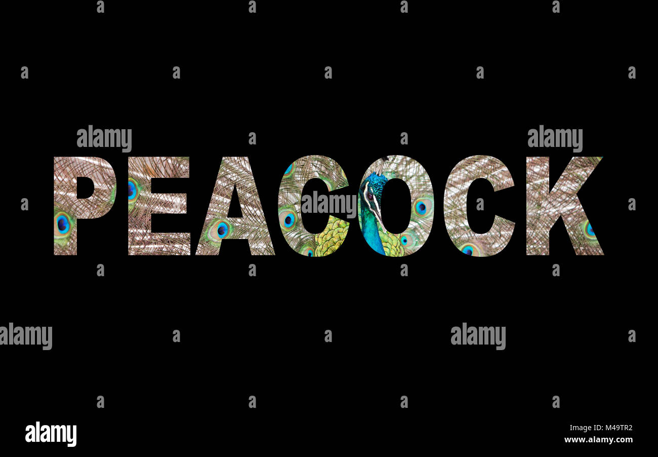 Peacock word hi-res stock photography and images - Alamy