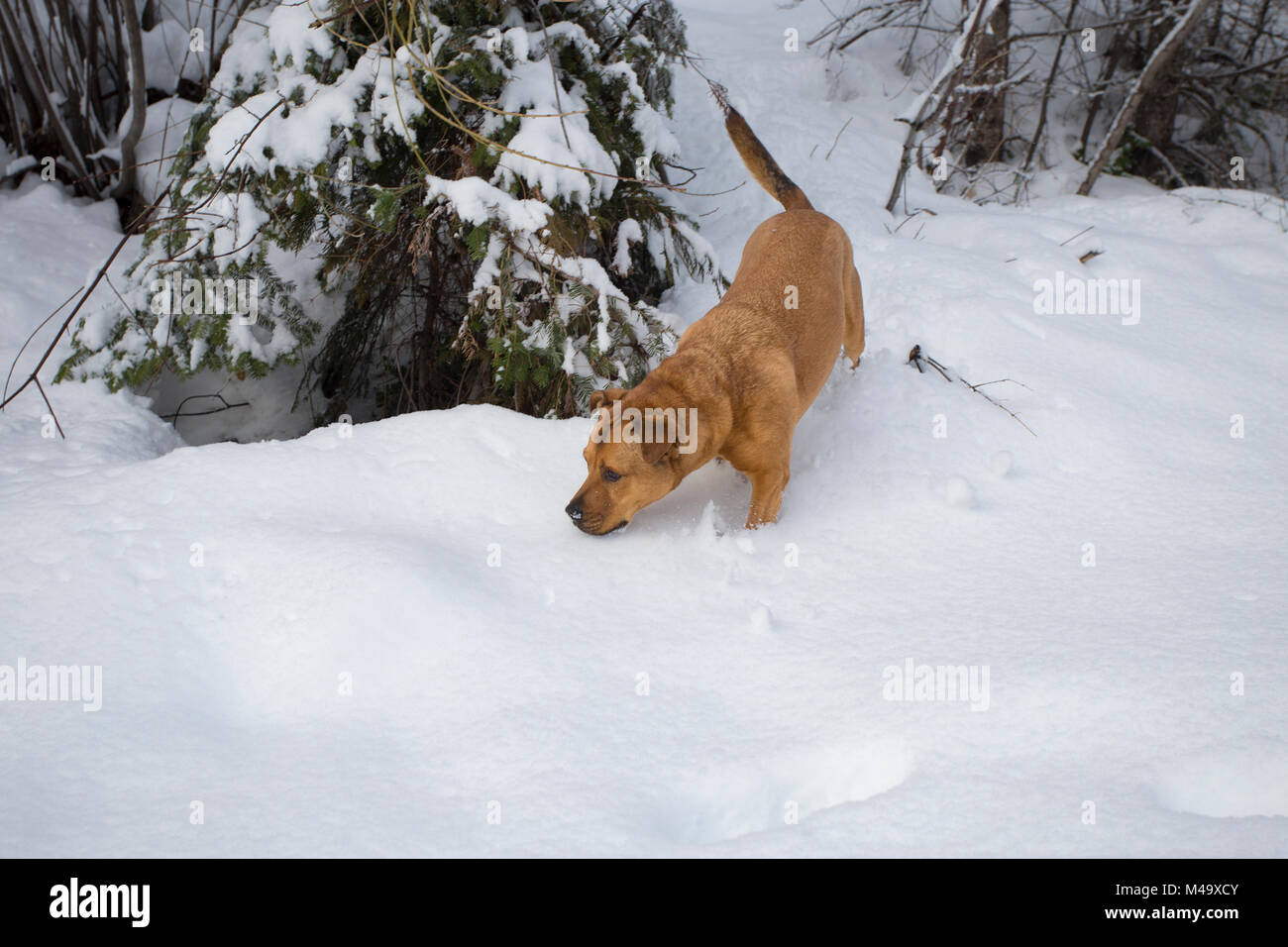 Red dog hunting along the snow covered trail, up on Eagle View, in the ...
