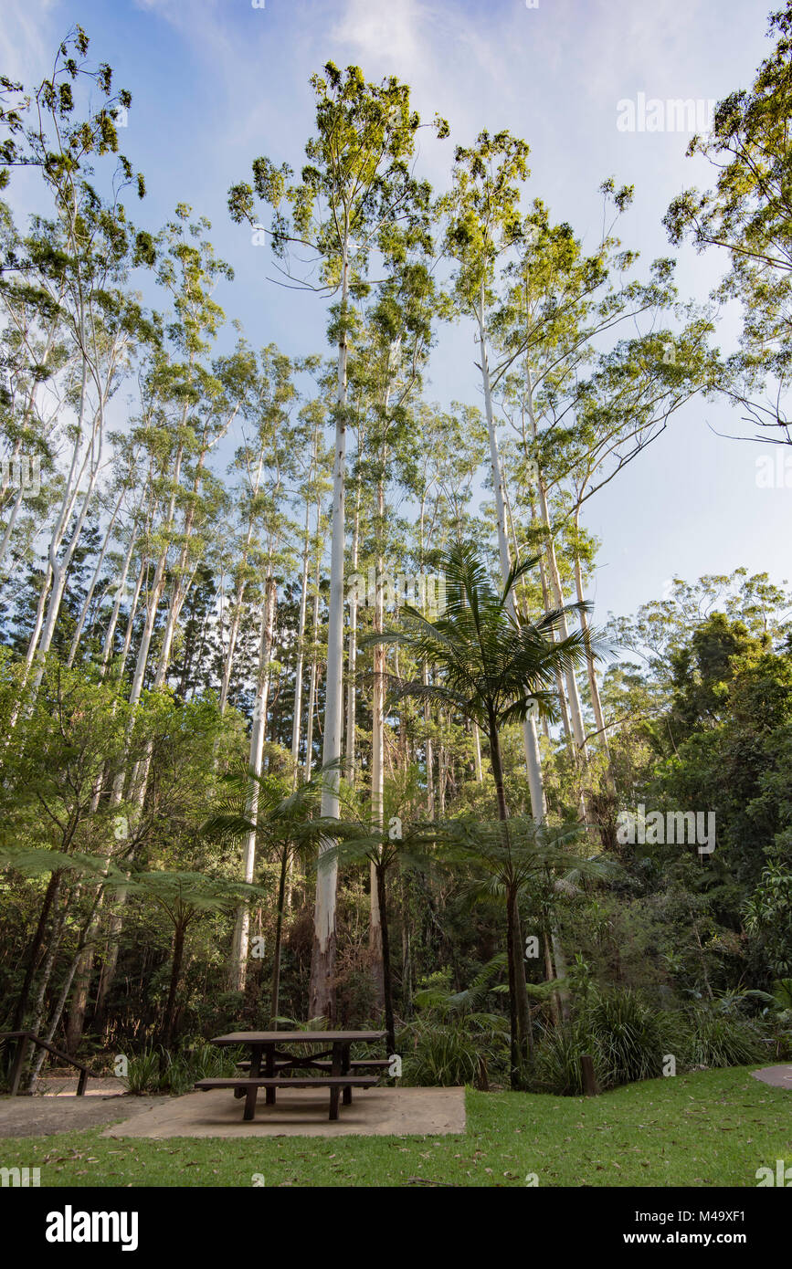 A stand of Eucalyptus grandis also known as the flooded gum or rose gum ...