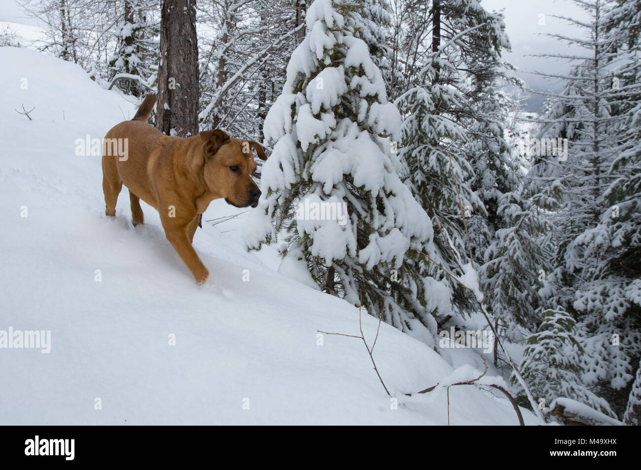 Red dog hunting along the snow covered trail, up on Eagle View, in the ...