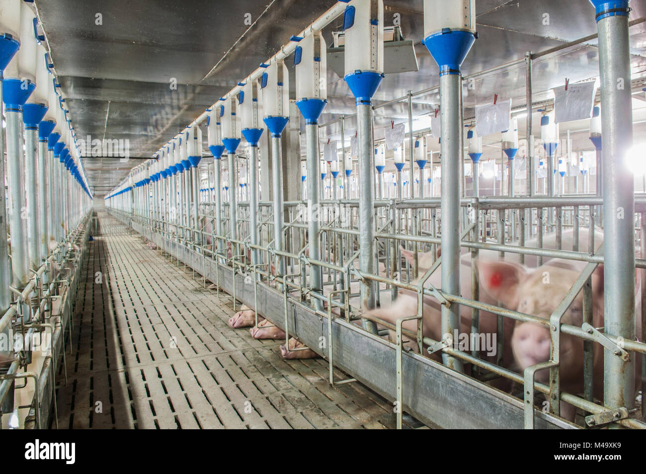 Pork factory conveyor hi-res stock photography and images - Alamy