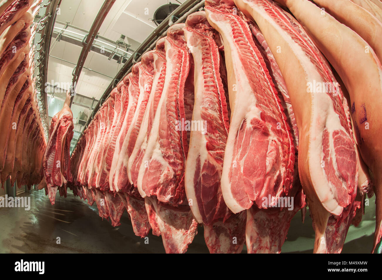 Pork factory conveyor belt hi-res stock photography and images - Alamy
