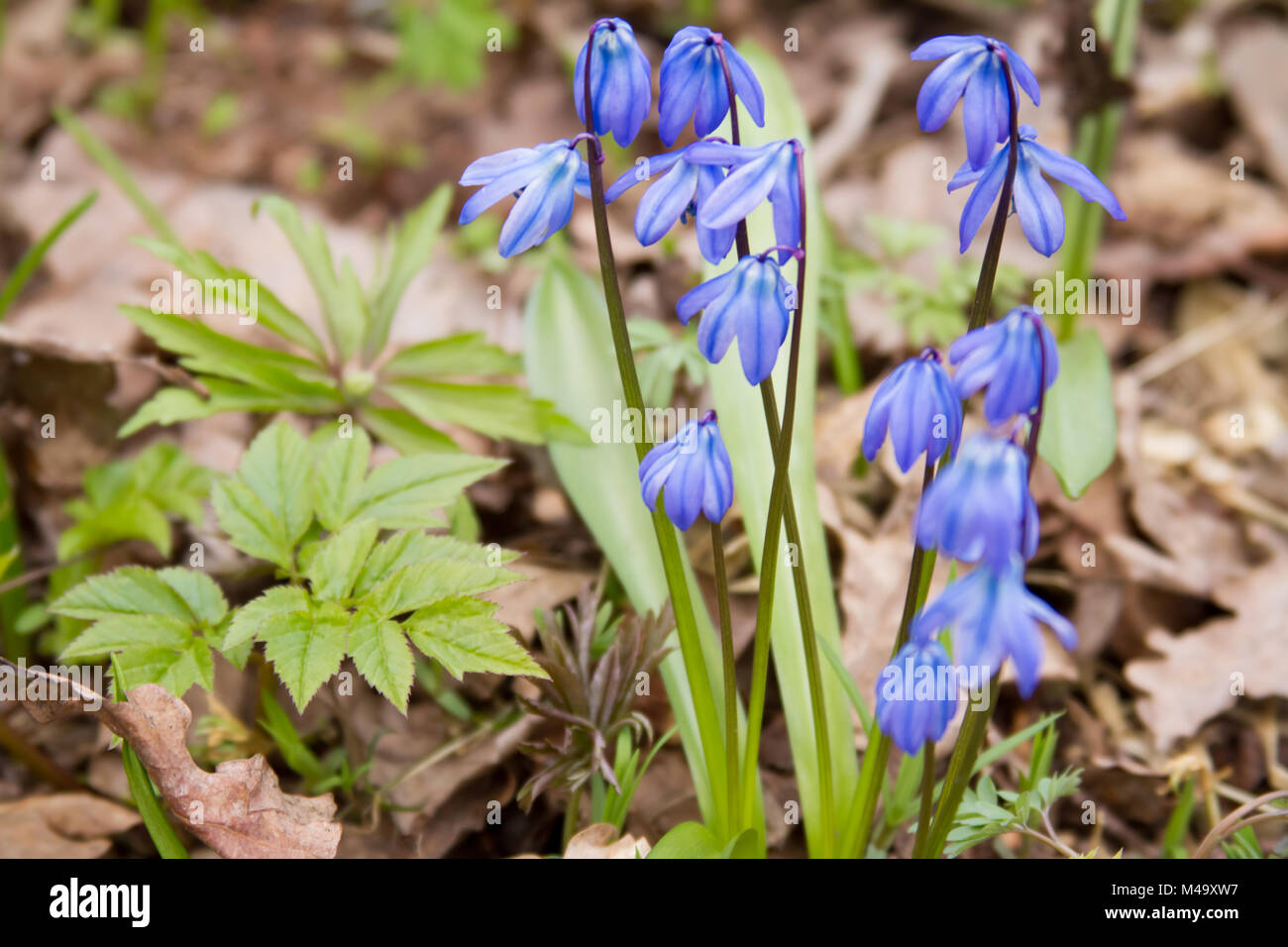 Springblueflowers hi-res stock photography and images - Alamy
