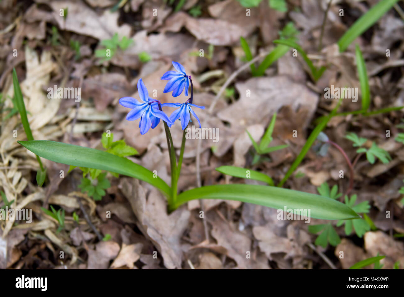 Background of blooming spring flowers Scilla. Scilla flowers on forest ...