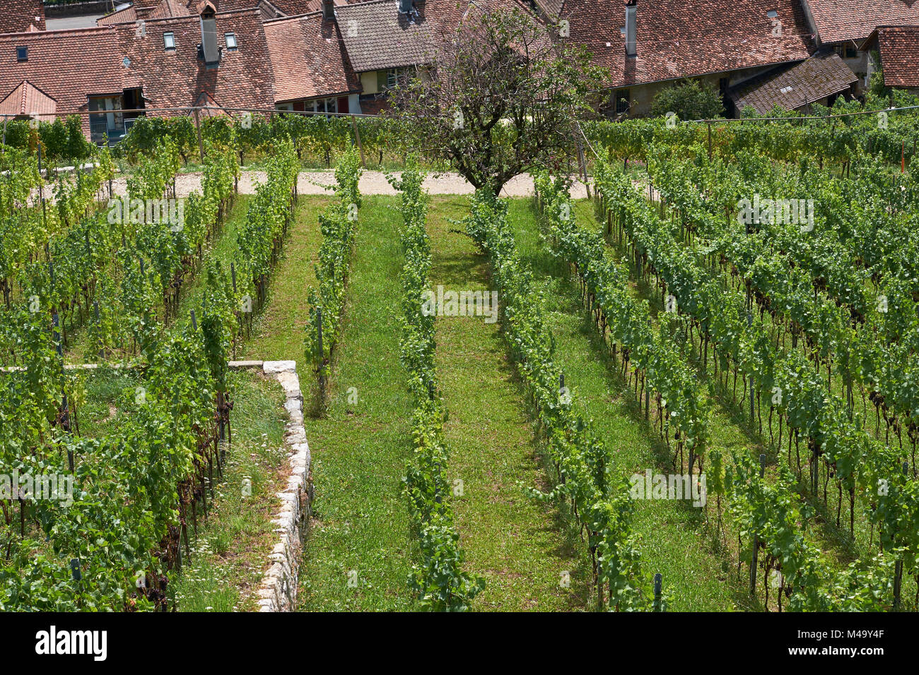 Ligerz, Switzerland, lake of Biel Stock Photo - Alamy