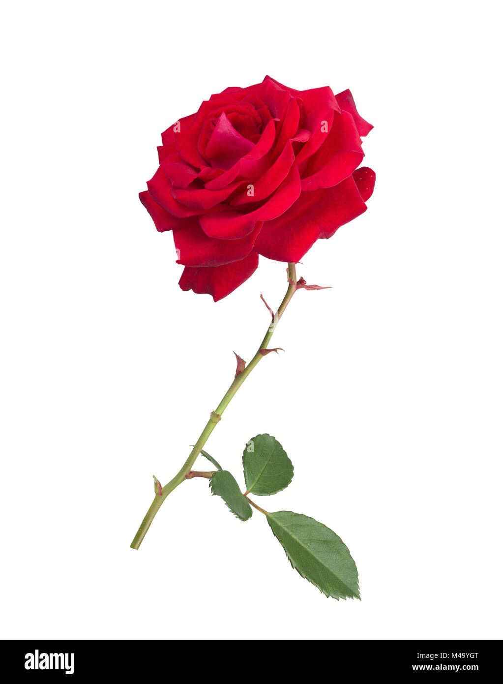 Red Rose Flower Stock Photo - Alamy