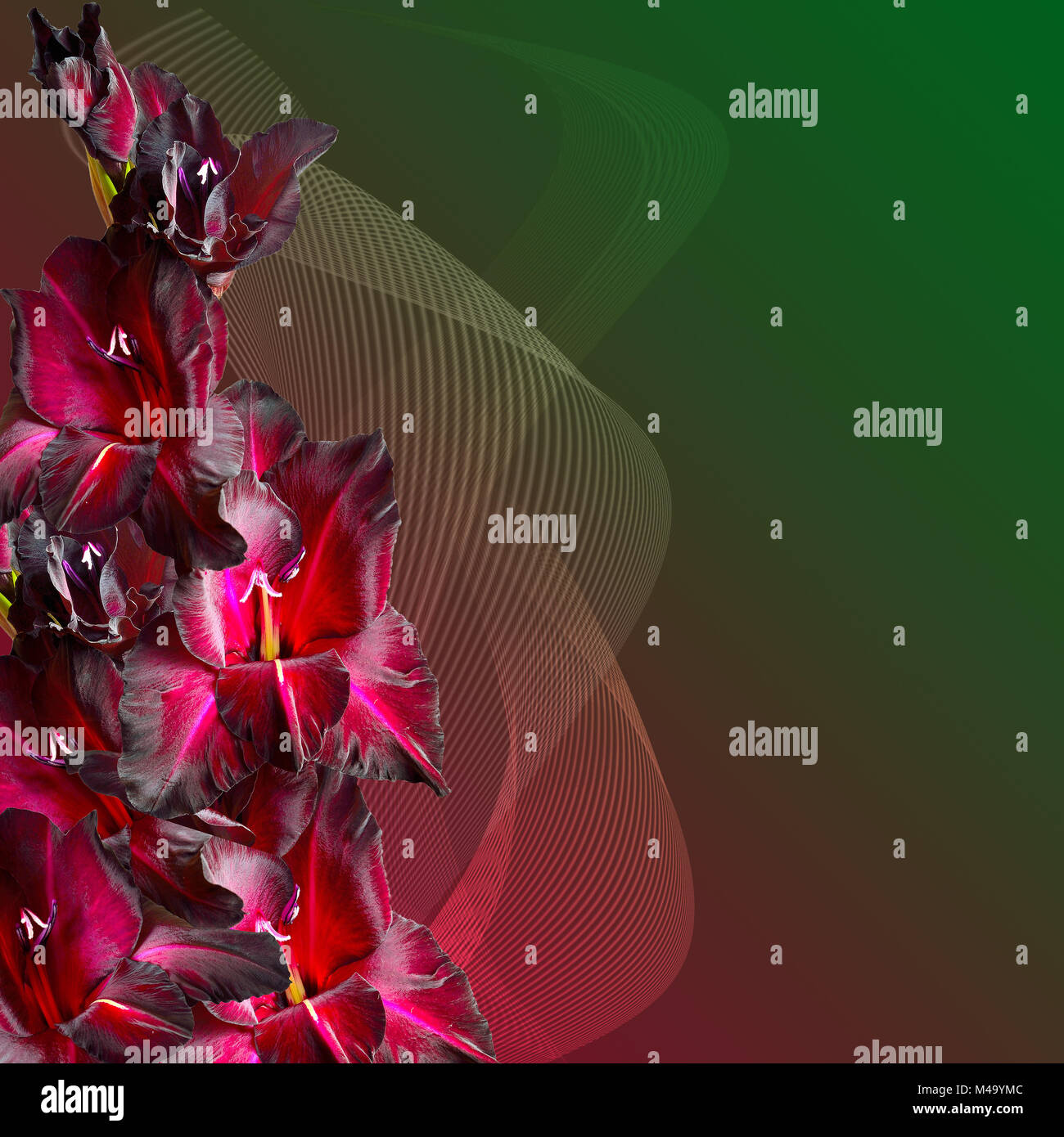 Floral border - maroon gladiolus with velvety petals Stock Photo - Alamy