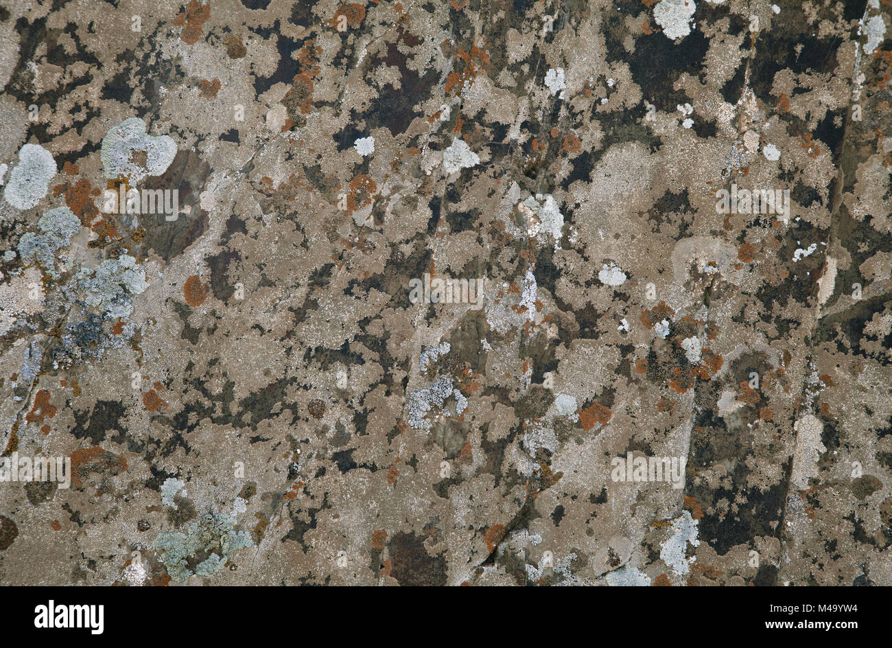 Lichen on a stone Stock Photo - Alamy