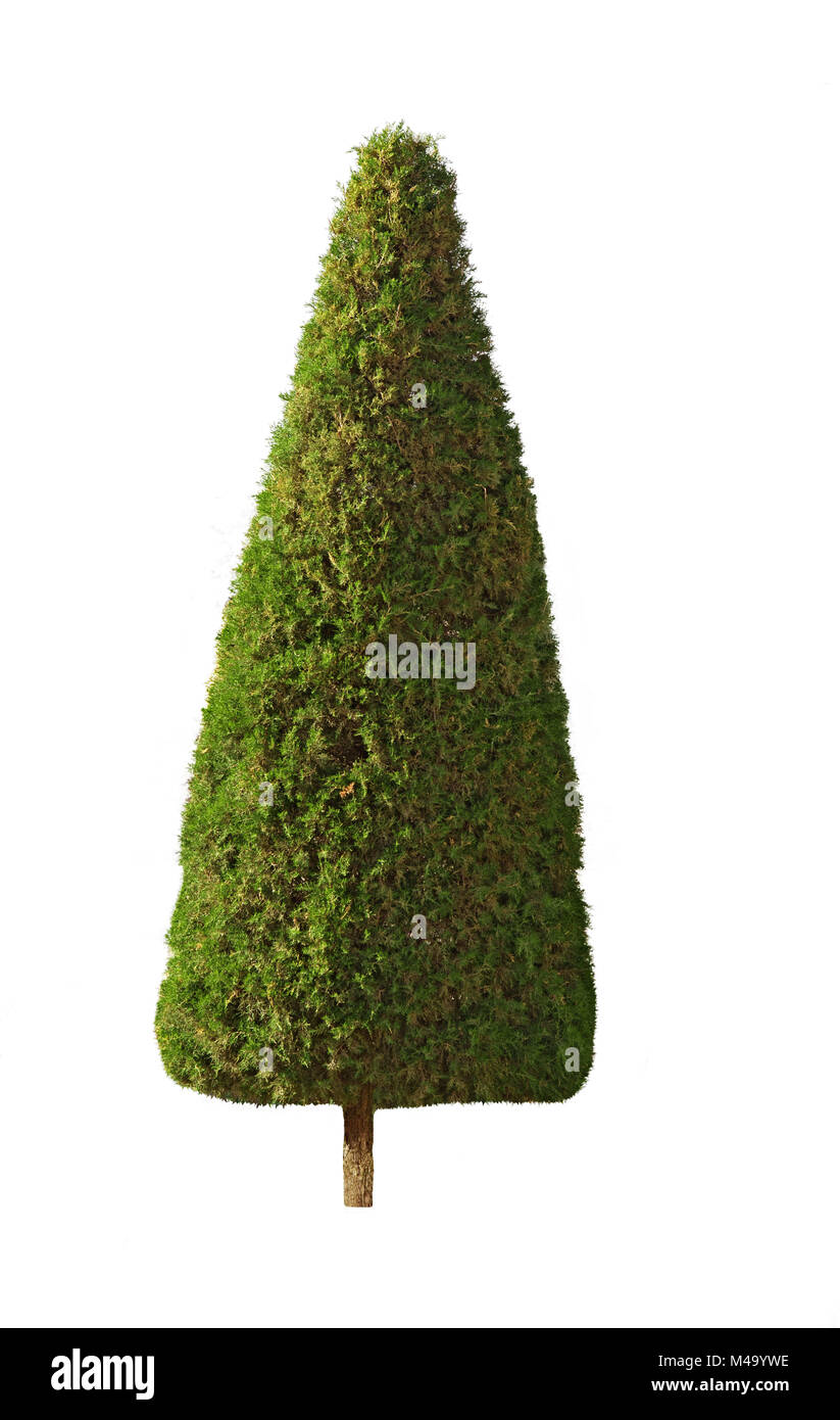 Tree pyramidal shape Cut Out Stock Images & Pictures - Alamy