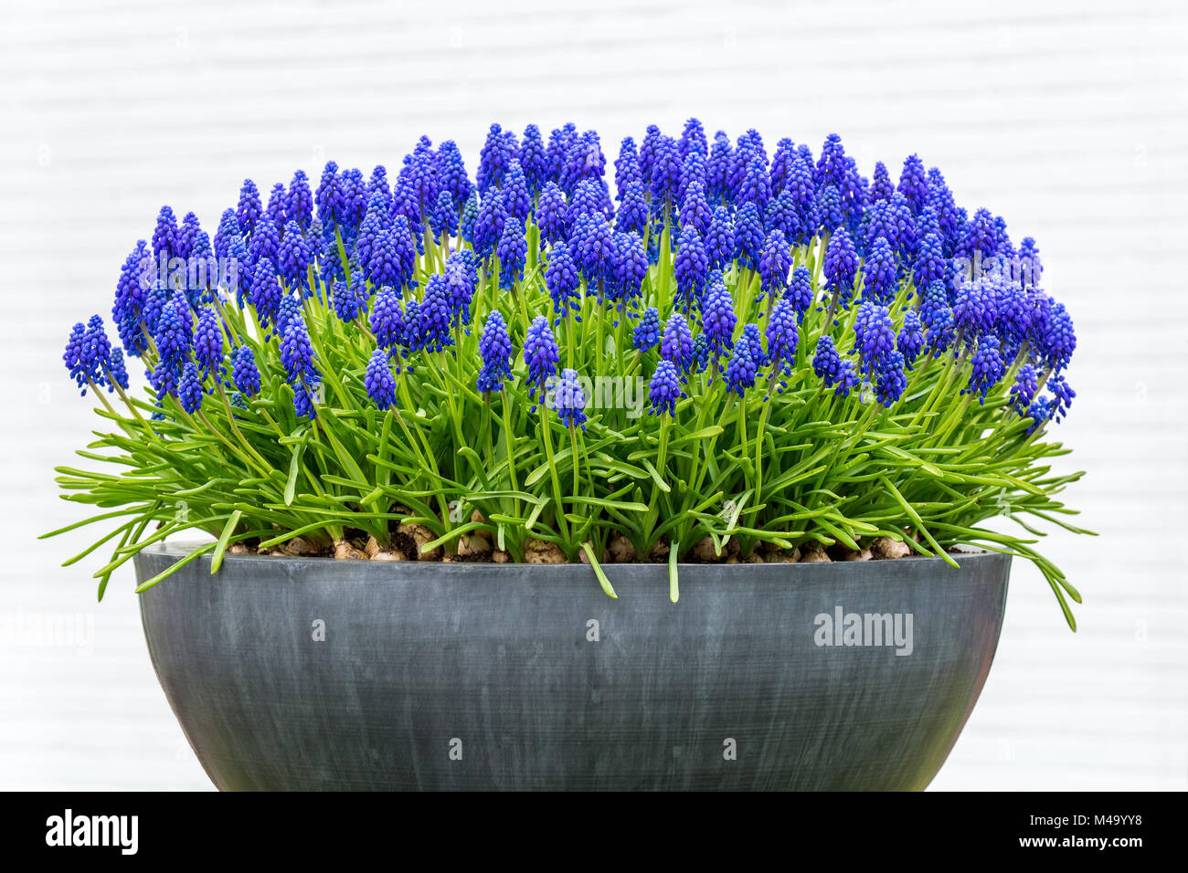 Grey metal flower box with blue grape hyacinths Stock Photo - Alamy
