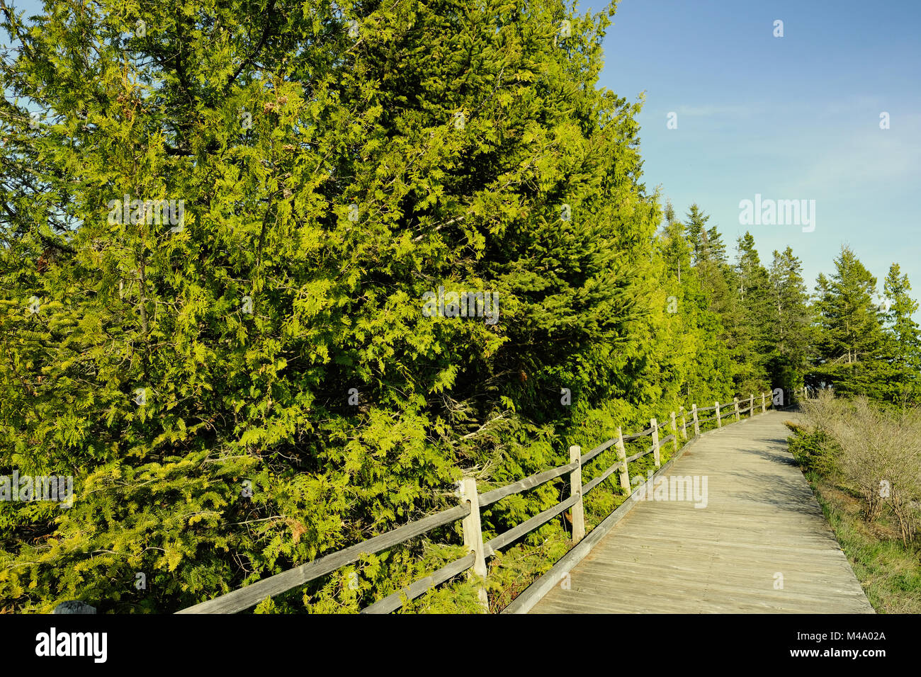 Boardwalk in forest Stock Photo - Alamy
