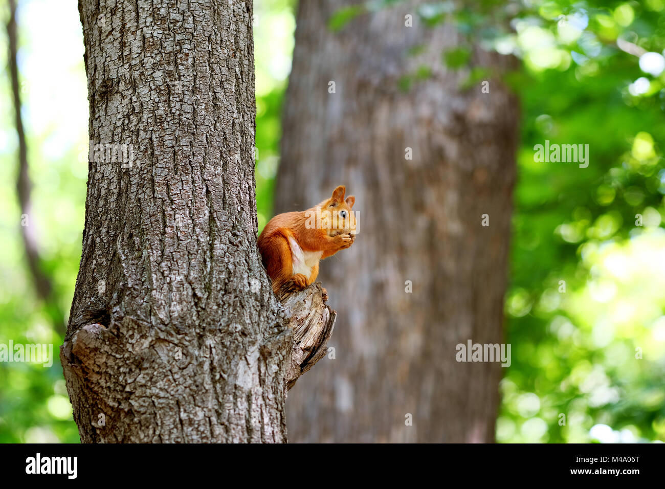 Red squirrel on tree Stock Photo - Alamy