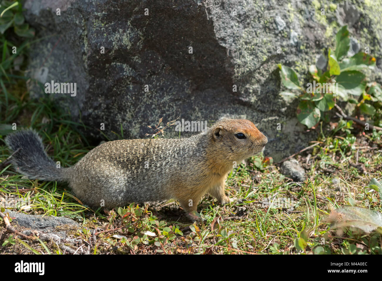 Arctic ground squirrel at foot of volcano on Kamchatka Stock Photo - Alamy