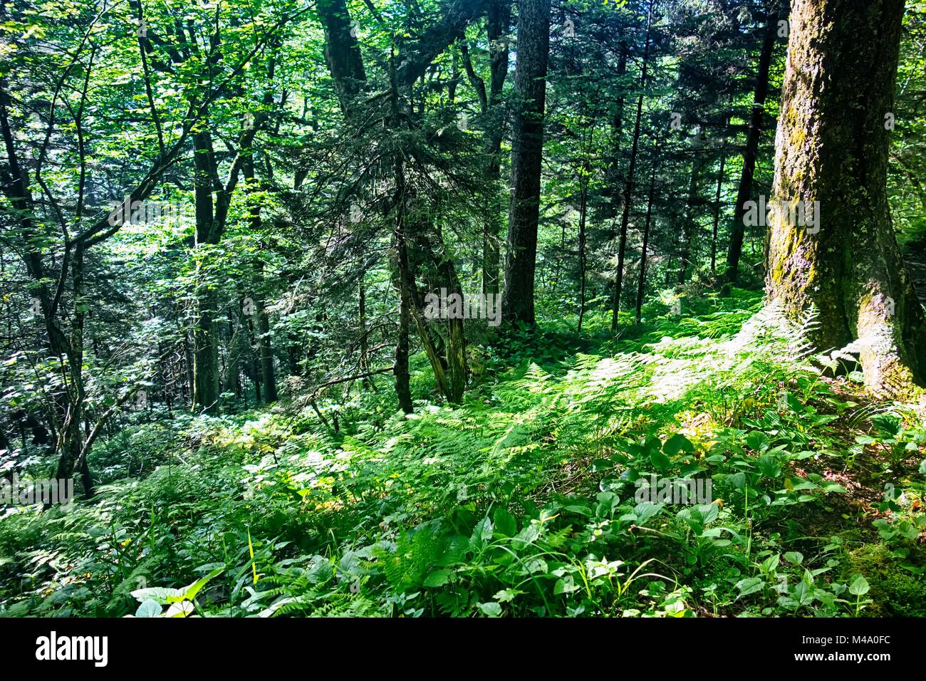 scenes along appalachian trail in great smoky mountains Stock Photo - Alamy