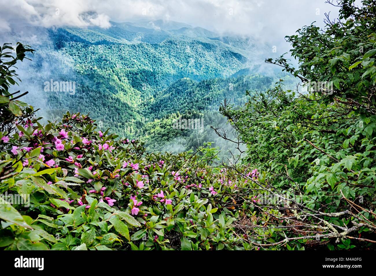 scenes along appalachian trail in great smoky mountains Stock Photo - Alamy