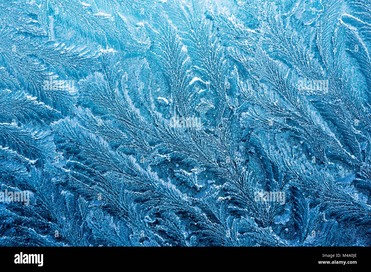 Iceflowers, frozen.The ice-cold frost forms ice crystals in beautiful ...