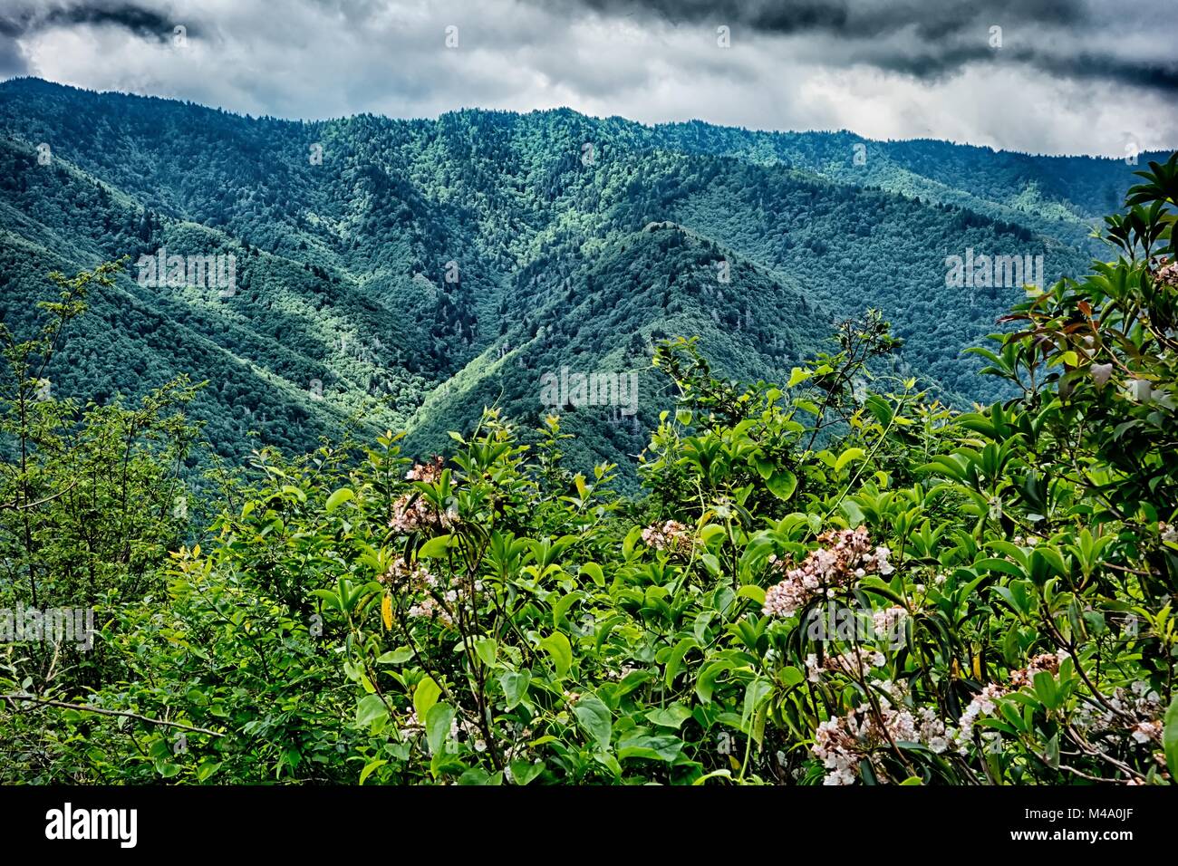scenes along appalachian trail in great smoky mountains Stock Photo - Alamy