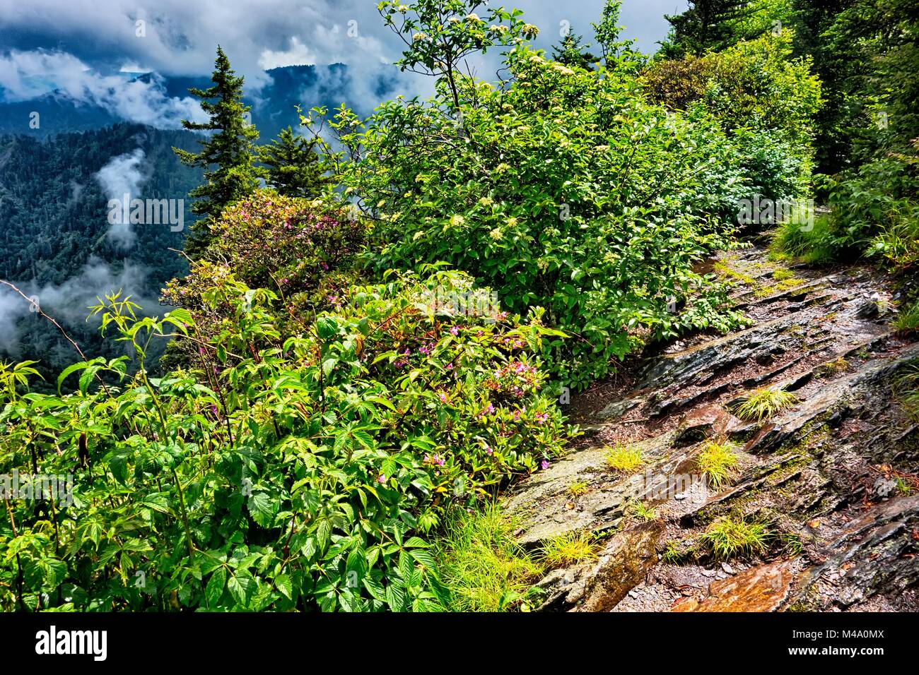 scenes along appalachian trail in great smoky mountains Stock Photo - Alamy