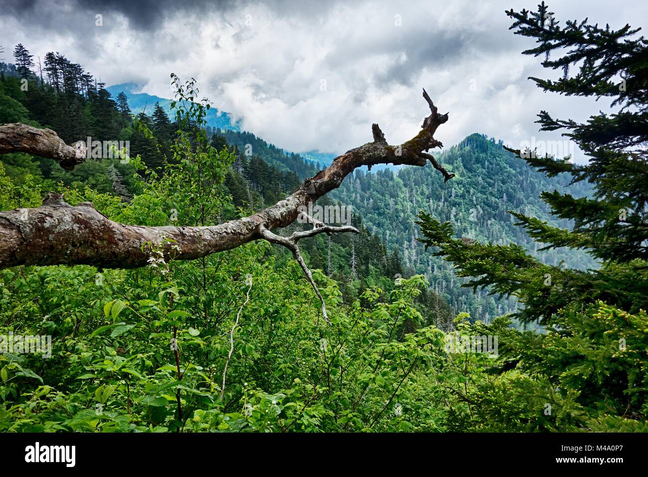 scenes along appalachian trail in great smoky mountains Stock Photo - Alamy