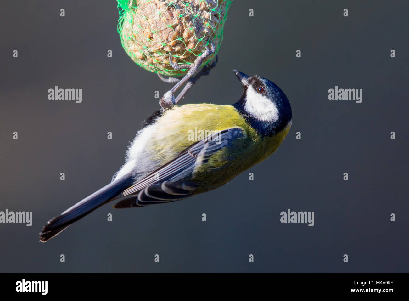 Great Tit (Parus major) feeding on a fat ball in the nature protection ...