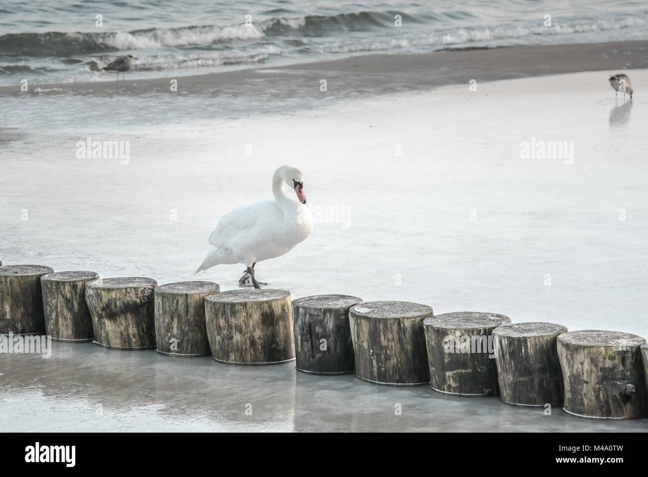 White Swan on Beach Stock Photo - Alamy