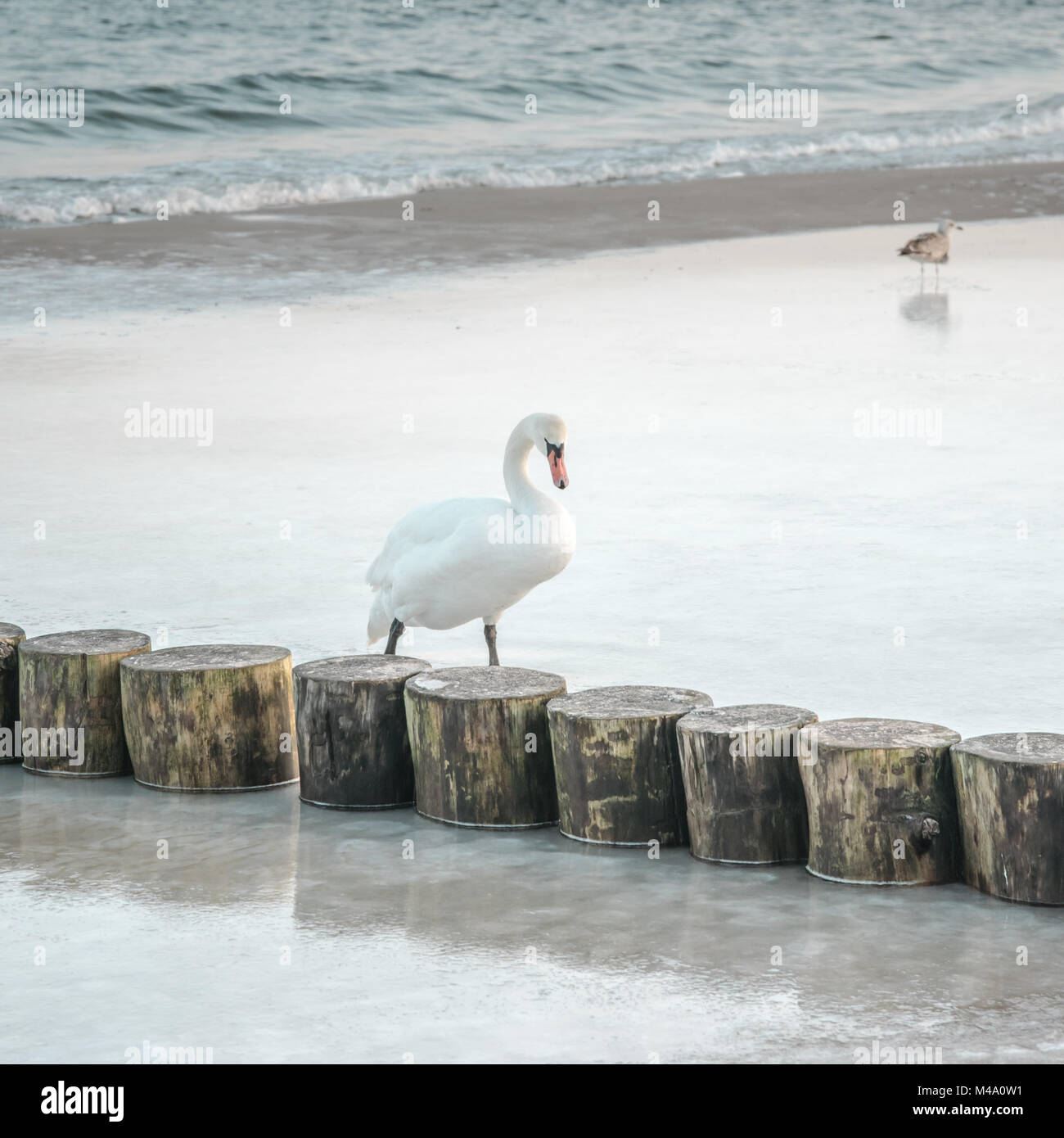 White Swan on Beach Stock Photo - Alamy