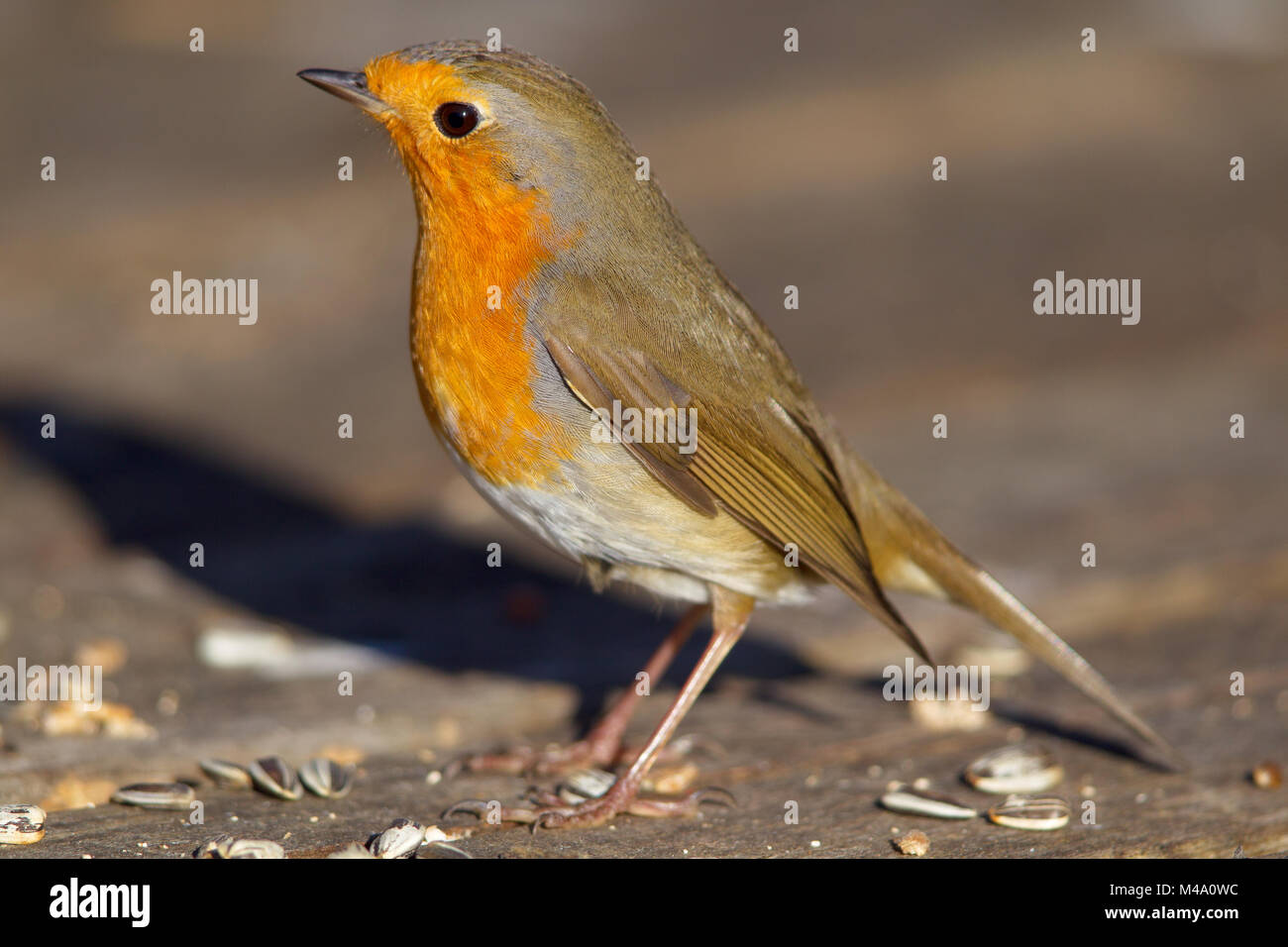 European Robin (Erithacus rubecula) in the nature protection area ...