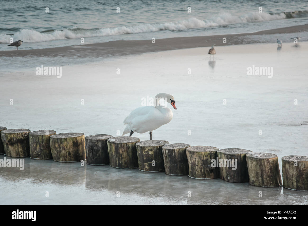 White Swan on Beach Stock Photo - Alamy