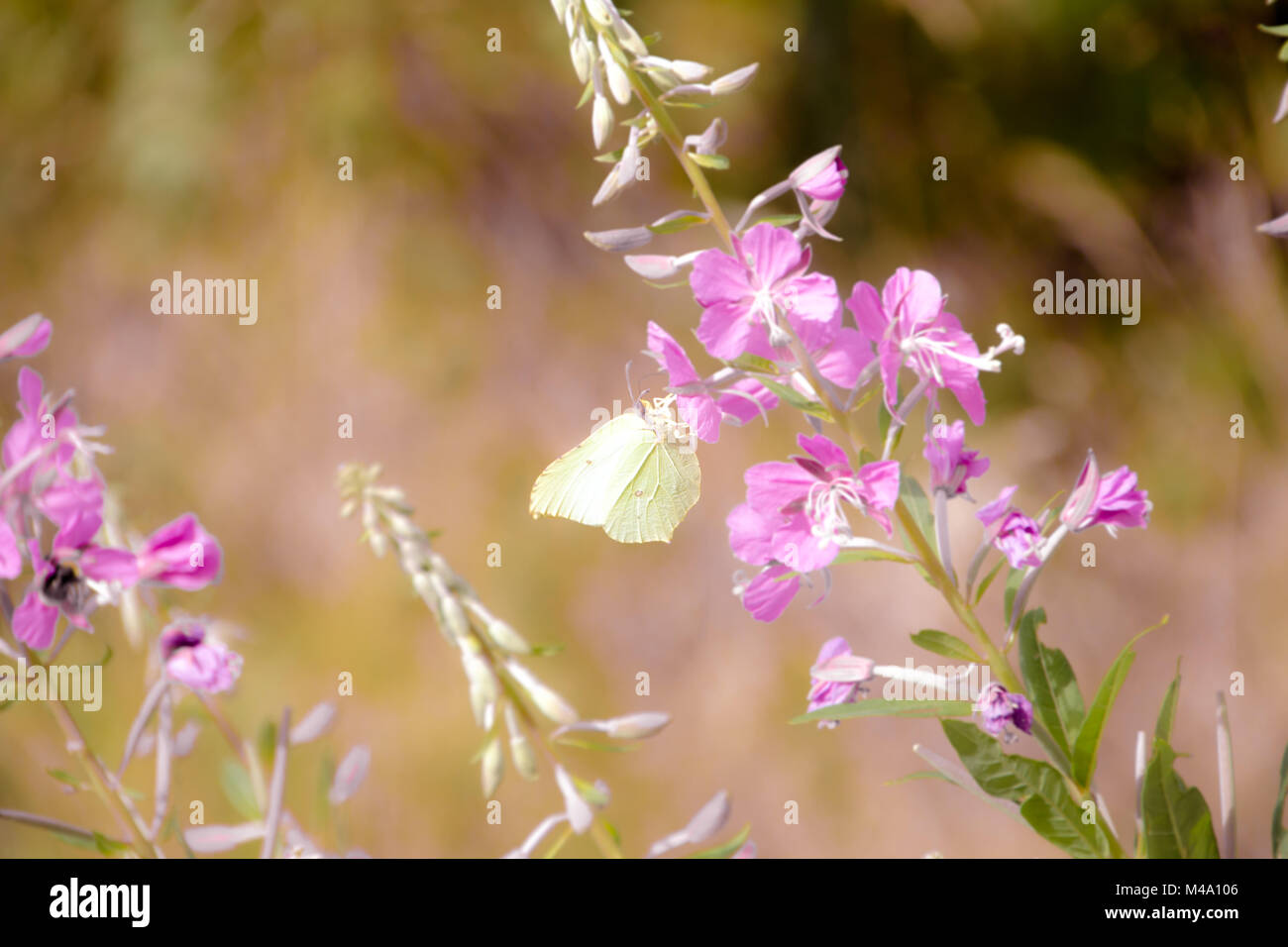 Closeup white common brimstone hi-res stock photography and images - Alamy