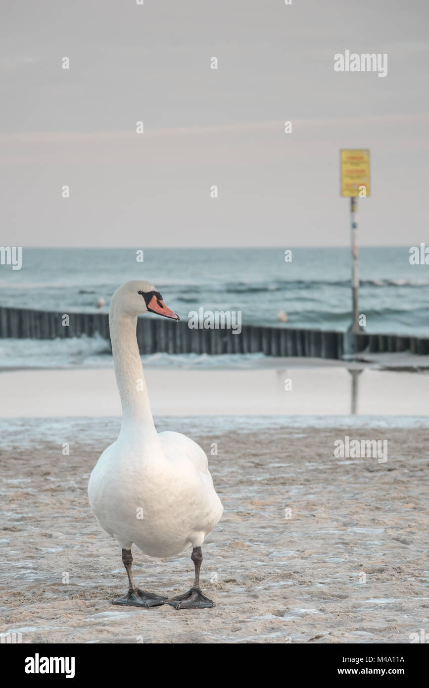 White Swan on Beach Stock Photo - Alamy