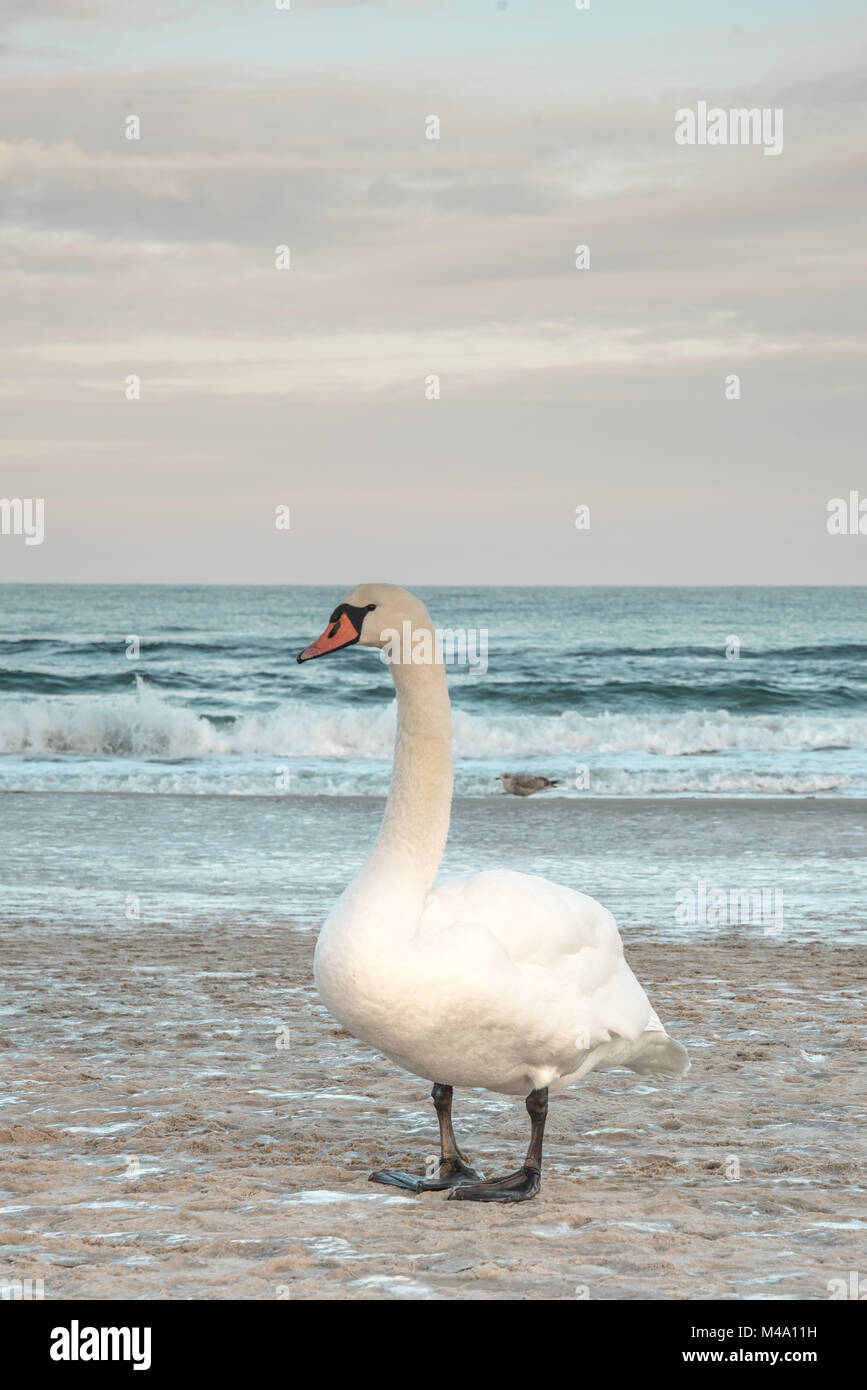 White Swan on Beach Stock Photo - Alamy