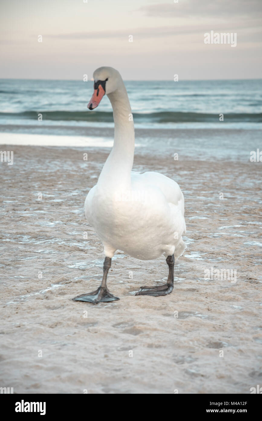 White Swan on Beach Stock Photo - Alamy