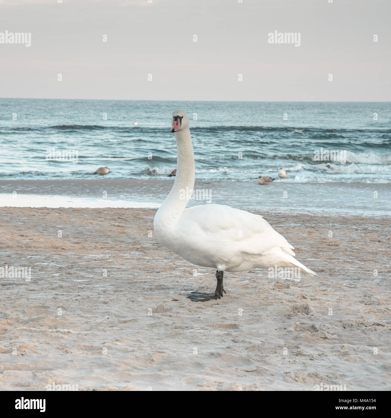 White Swan on Beach Stock Photo - Alamy