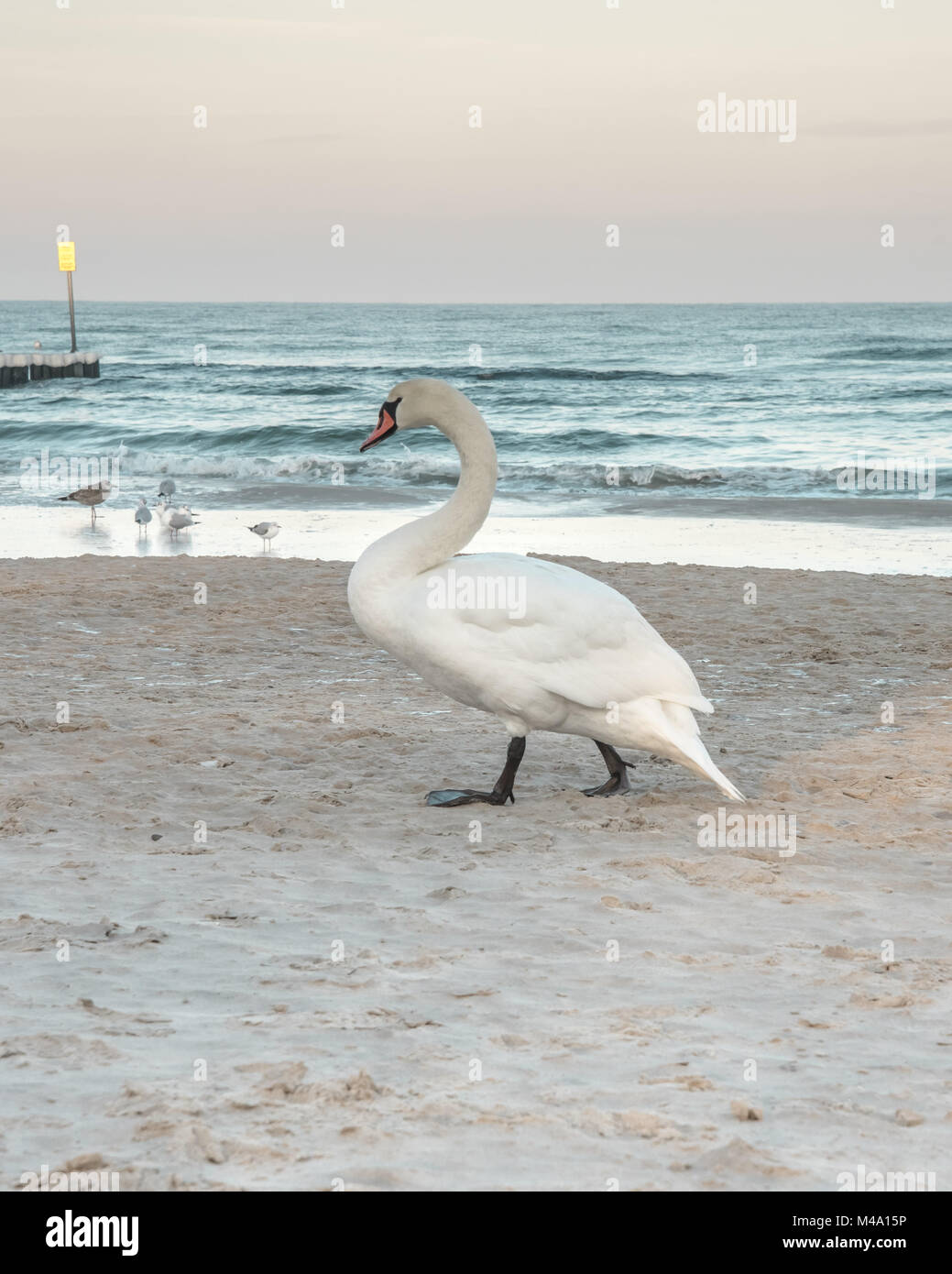 White Swan on Beach Stock Photo - Alamy