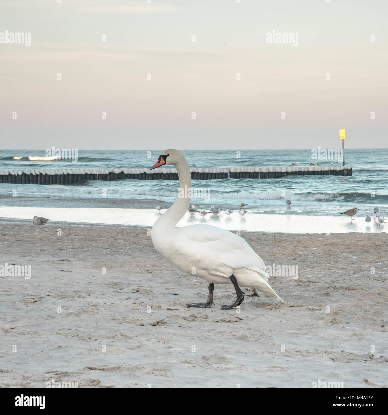 White Swan on Beach Stock Photo - Alamy