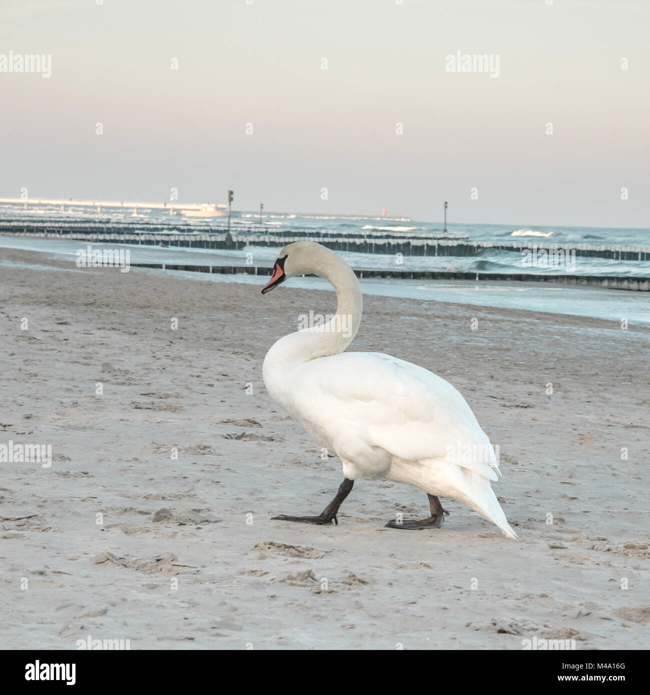White Swan on Beach Stock Photo - Alamy