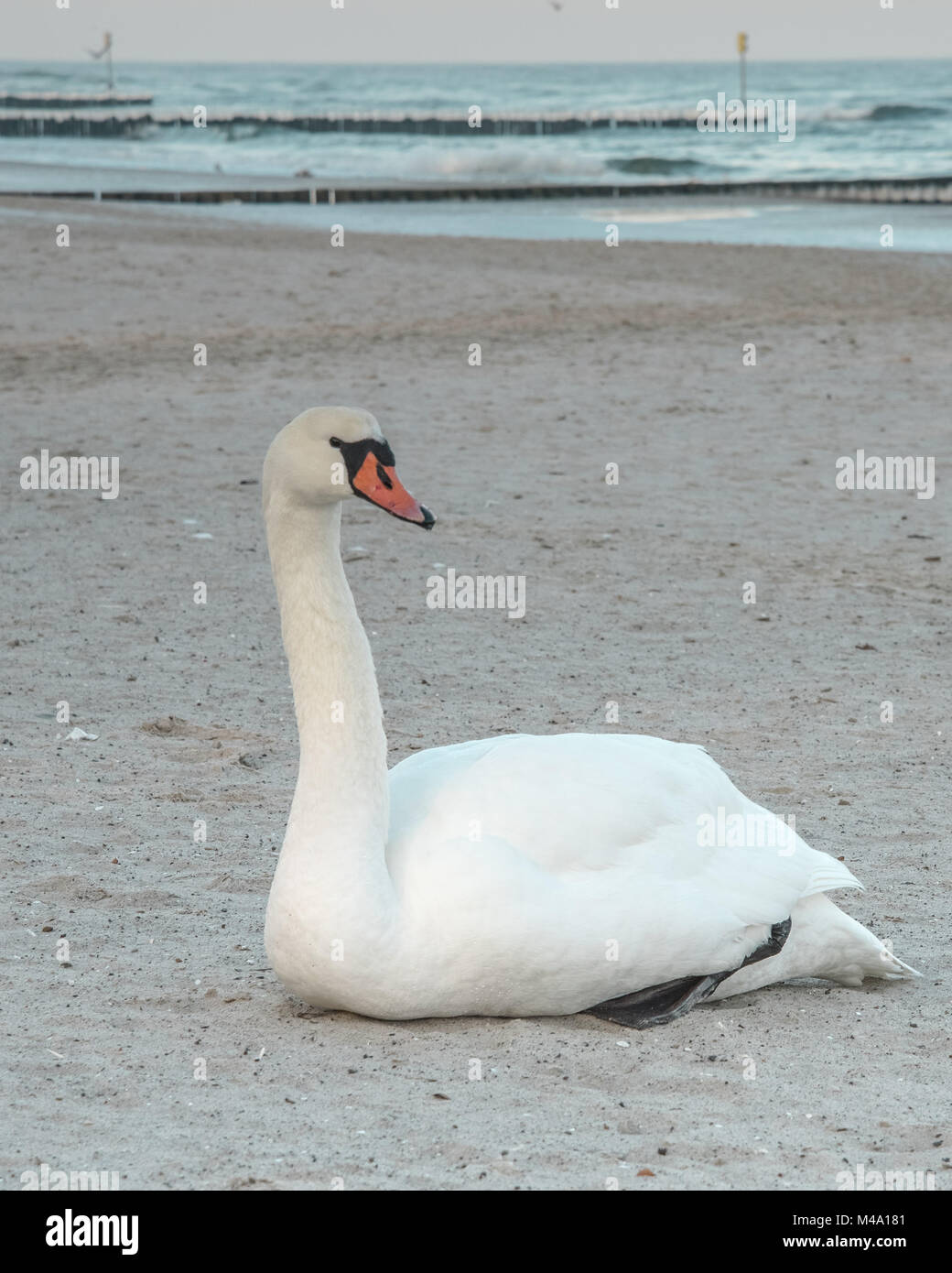 White Swan on Beach Stock Photo - Alamy