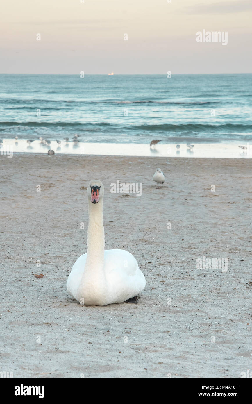 White Swan on Beach Stock Photo - Alamy