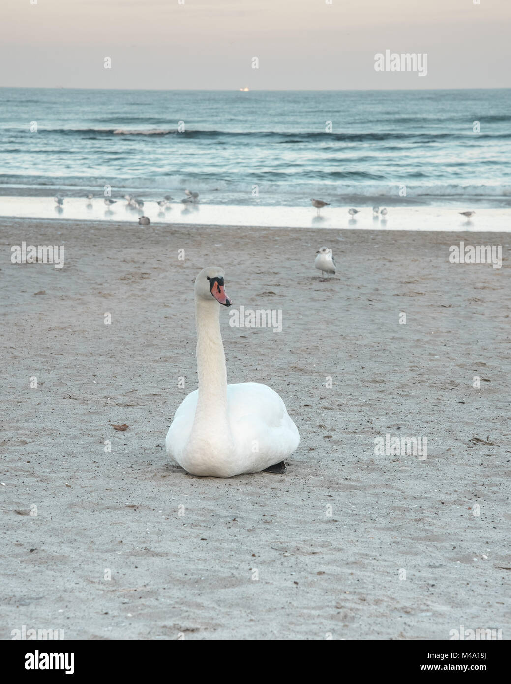 White Swan on Beach Stock Photo - Alamy